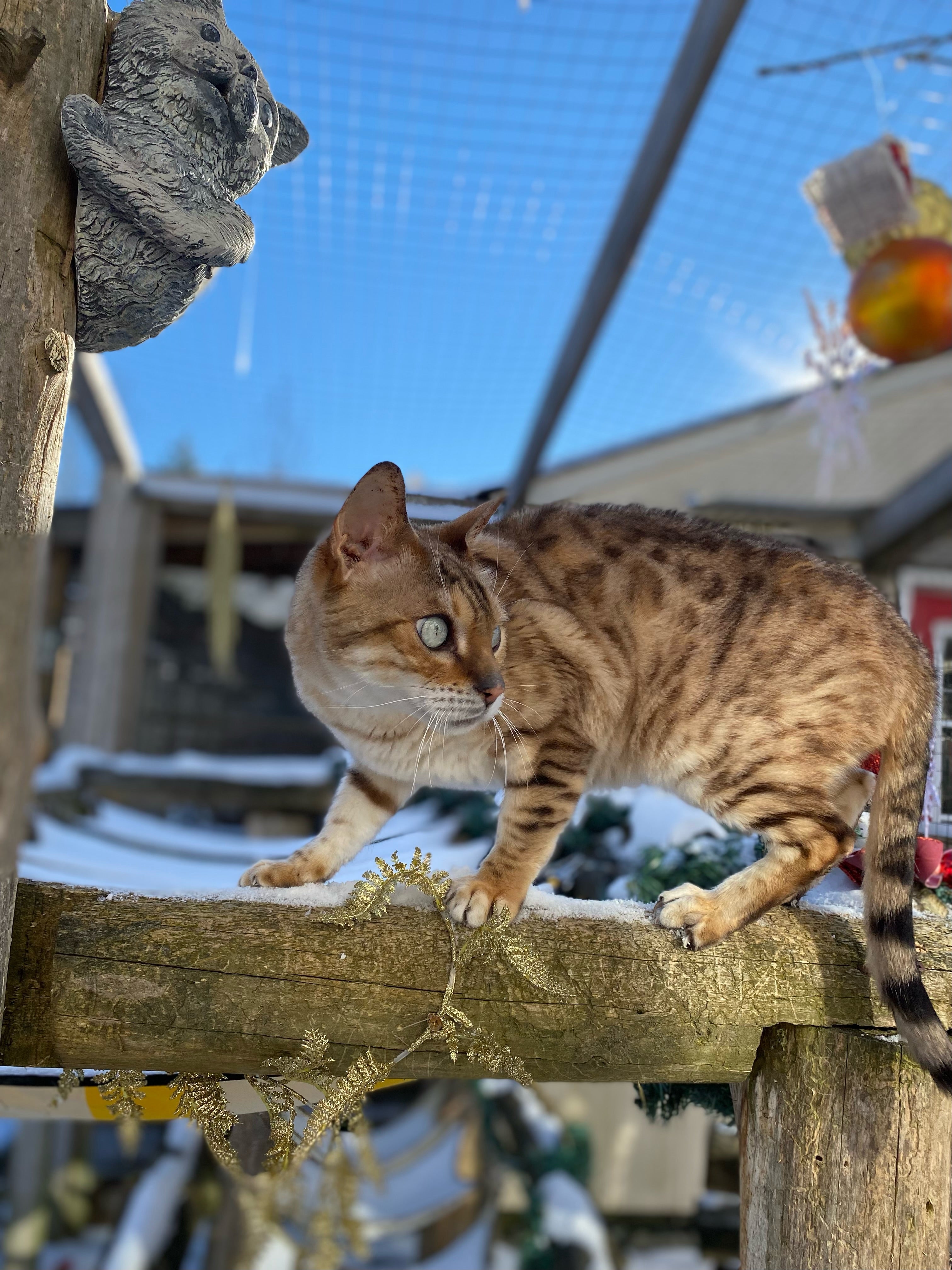 Considerations When Going Away – Cats Paradise